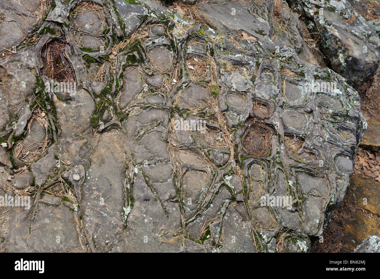 "Carpet rock" aka "box-work" on Petit Jean Mountain, Arkansas Stock ...