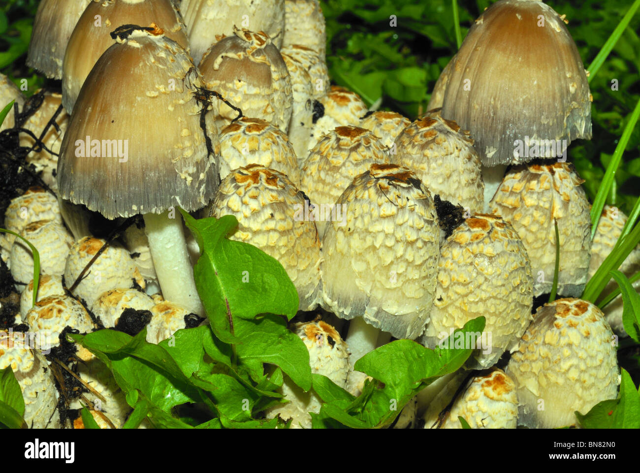 image of coprinus mushrooms Stock Photo - Alamy