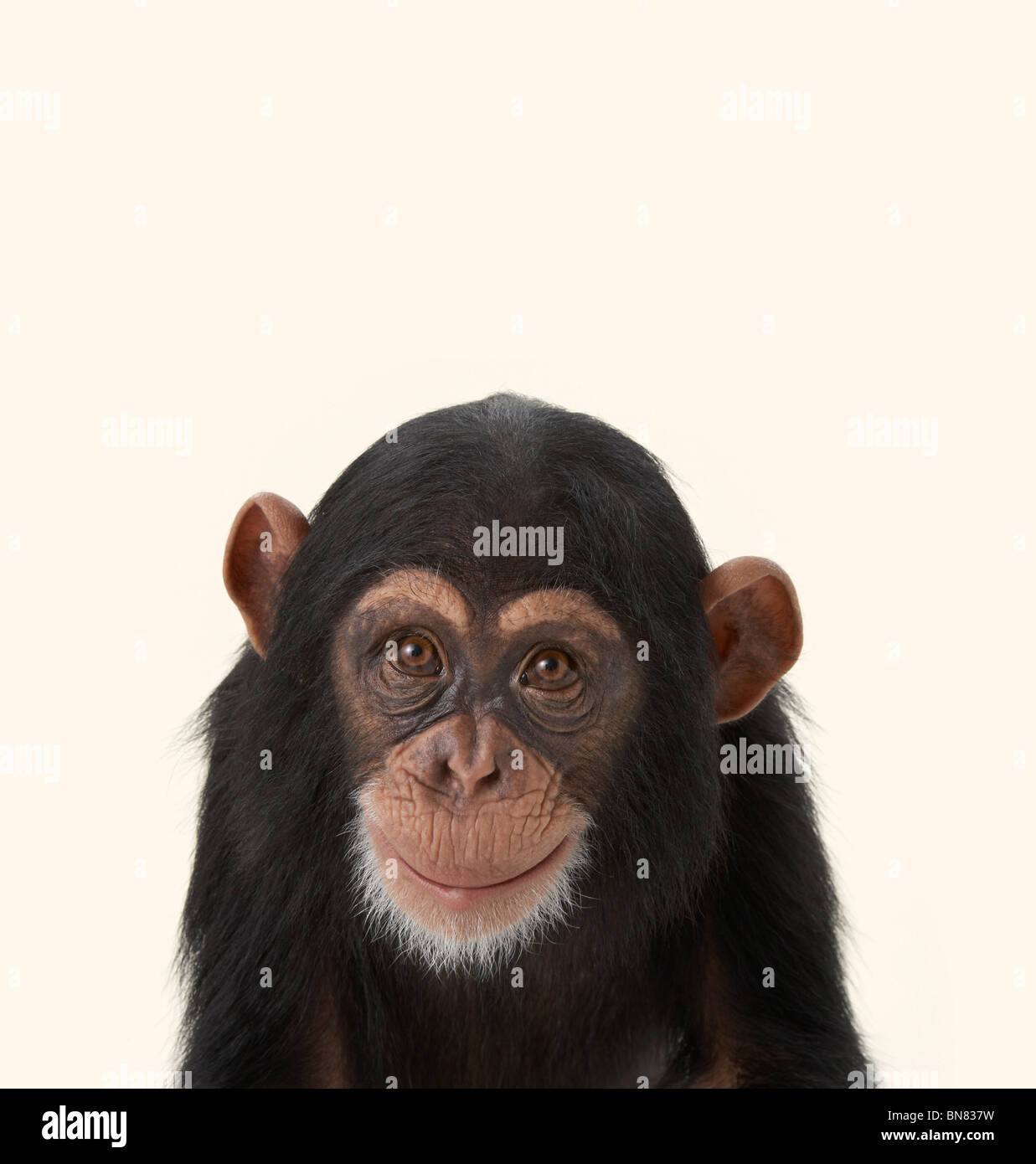 Full attention hi-res stock photography and images - Alamy