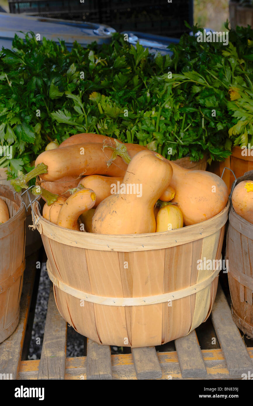 Certified Organic Butternut Squash in Baskets Stock Photo - Alamy