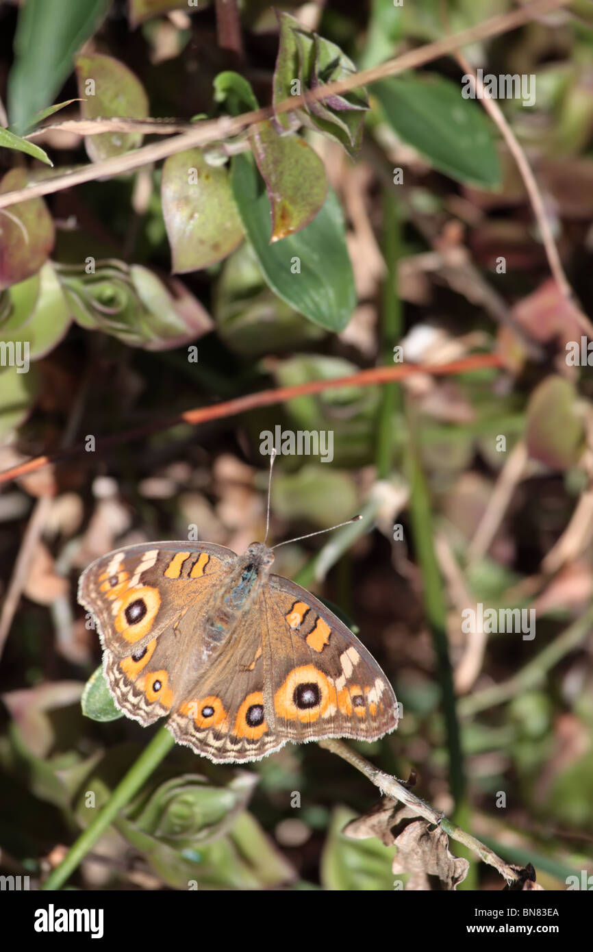 Butterflies on butterfly bush hi-res stock photography and images - Alamy