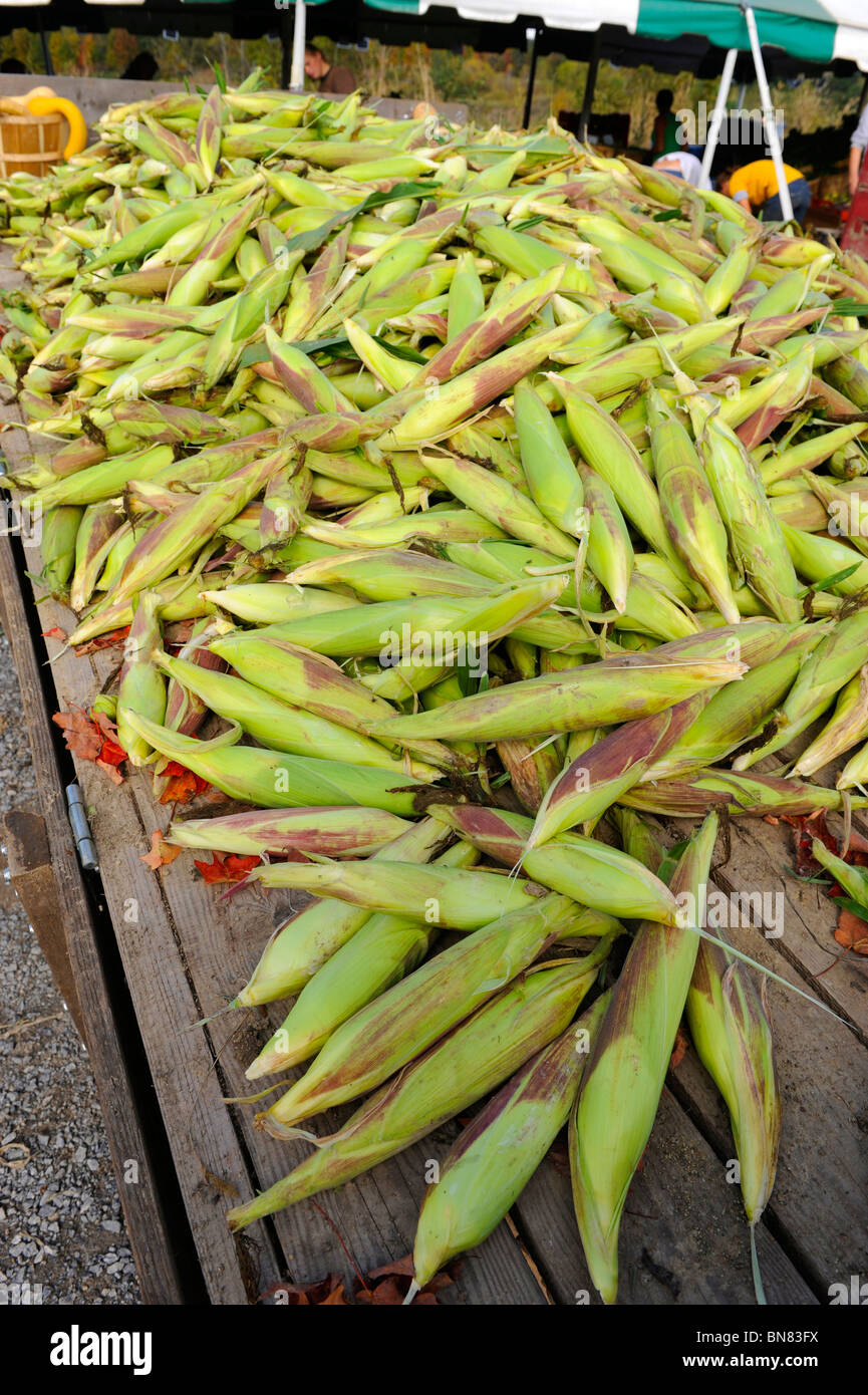 Certified Organic Sweet Corn Stock Photo - Alamy