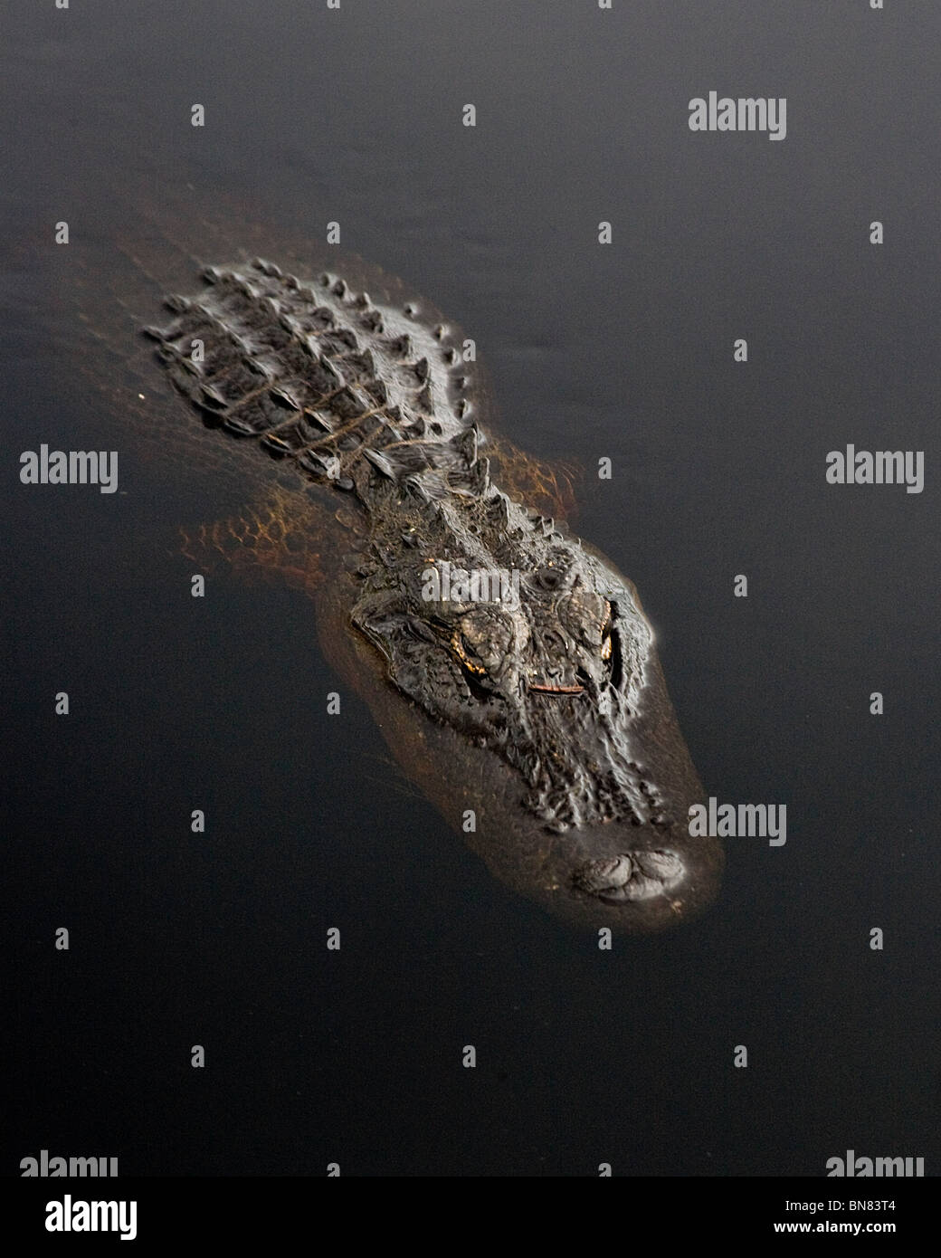 American alligator eyelid hi-res stock photography and images - Alamy