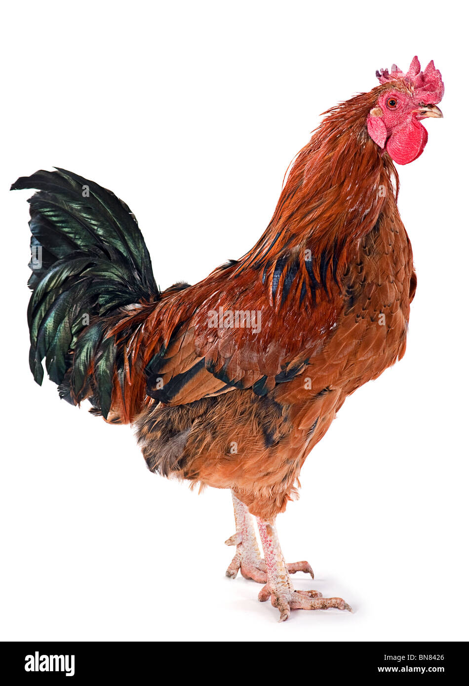 Rooster hi-res stock photography and images - Alamy