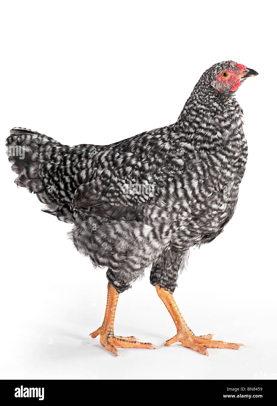 Young gray chicken hen shot in studio on white Stock Photo - Alamy