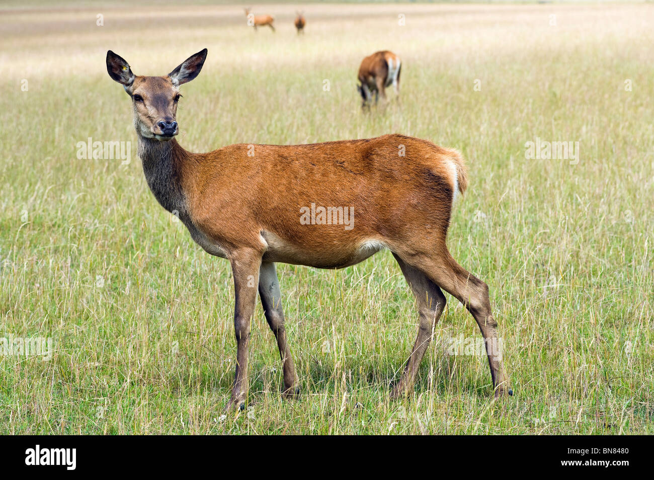 Brown Deer in a field Stock Photo - Alamy