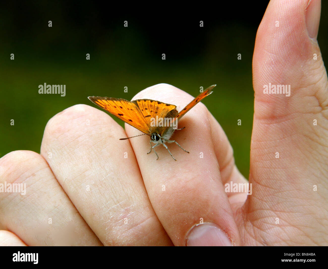 Orange butterfly on humans hand Stock Photo - Alamy