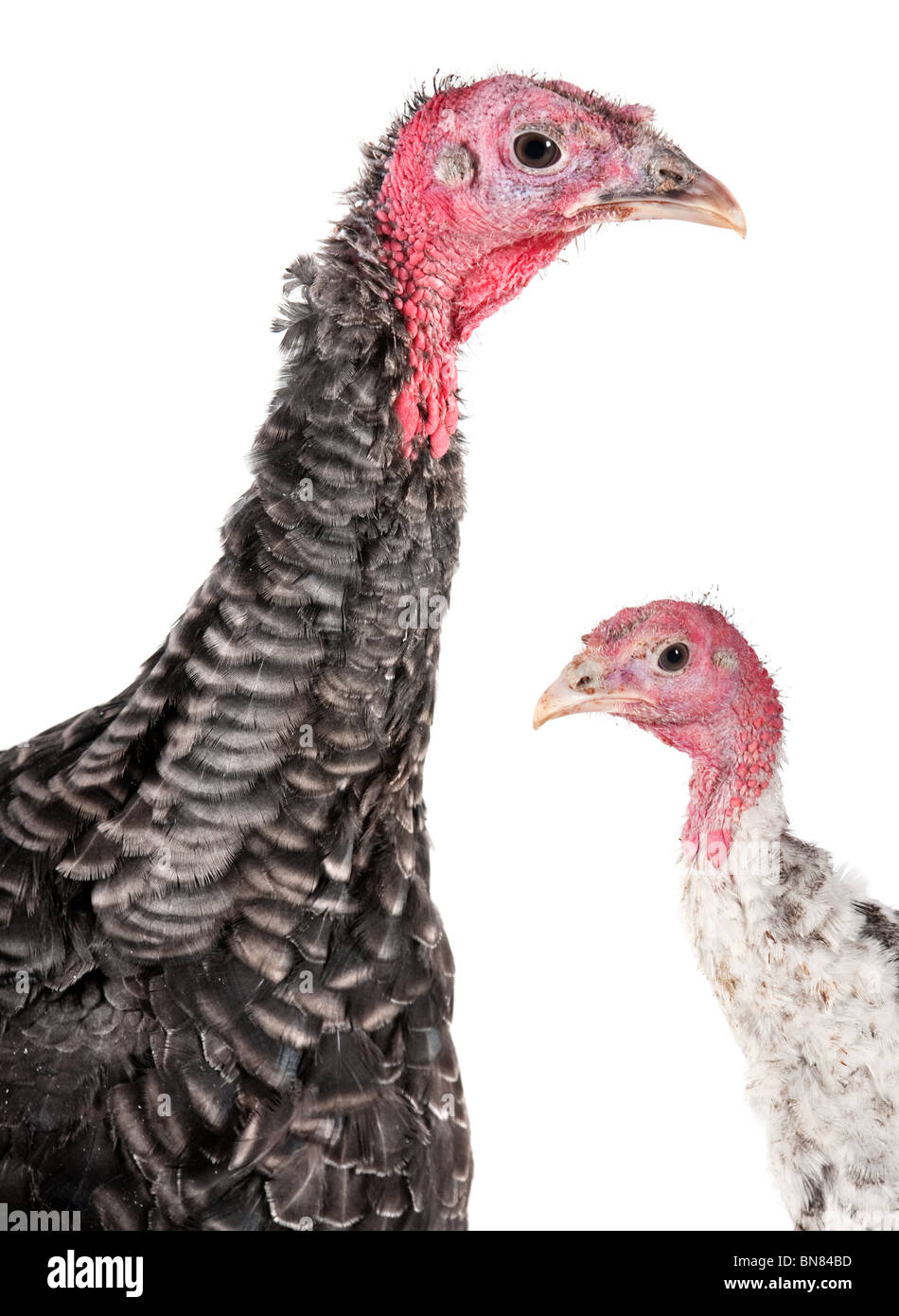 Turkey head hi-res stock photography and images - Alamy