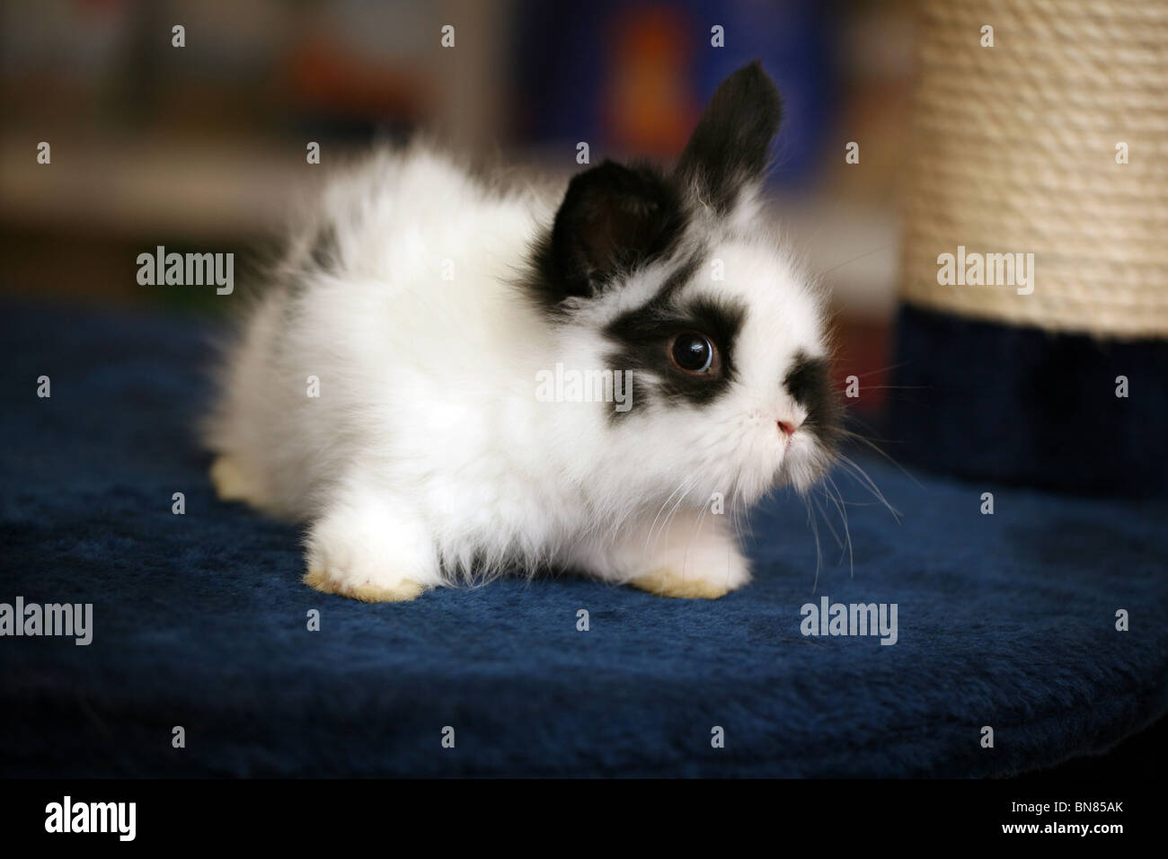 Black and white rabbit hi-res stock photography and images - Alamy