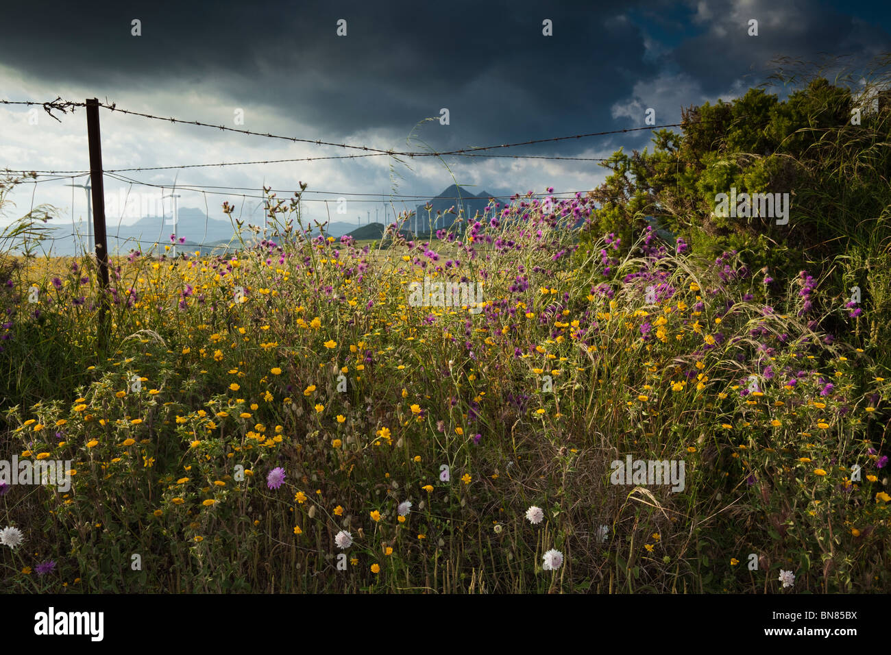 Nature verge spring flowers hi-res stock photography and images - Alamy