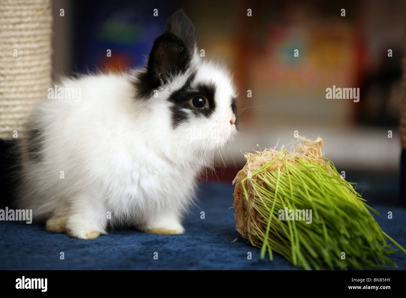 Small black-and-white Rabbit Stock Photo - Alamy