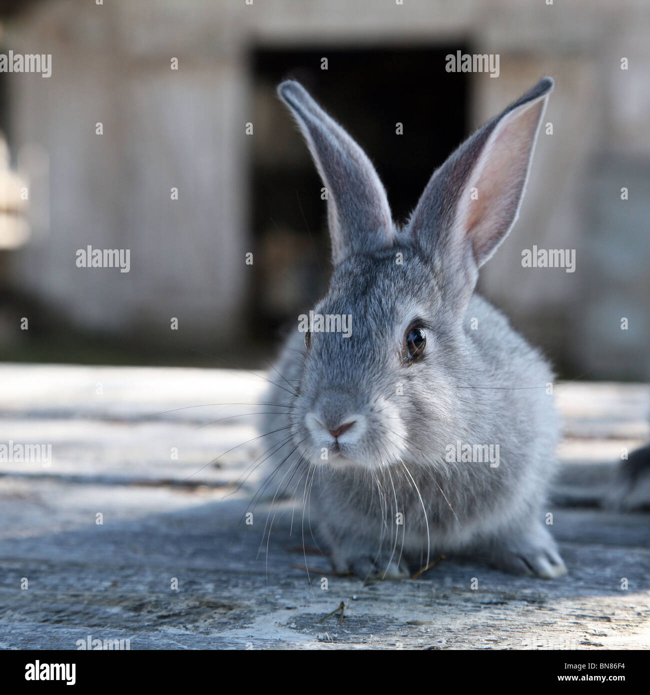 Small grey Rabbit Stock Photo - Alamy