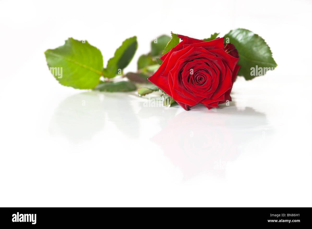 red rose, white background Stock Photo - Alamy