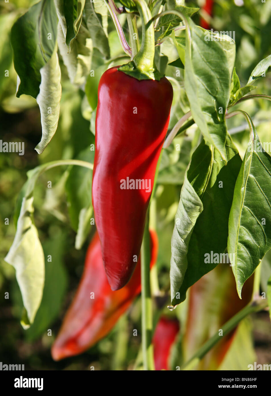 Red chili pepper vegetable on bunch with leaf Stock Photo - Alamy