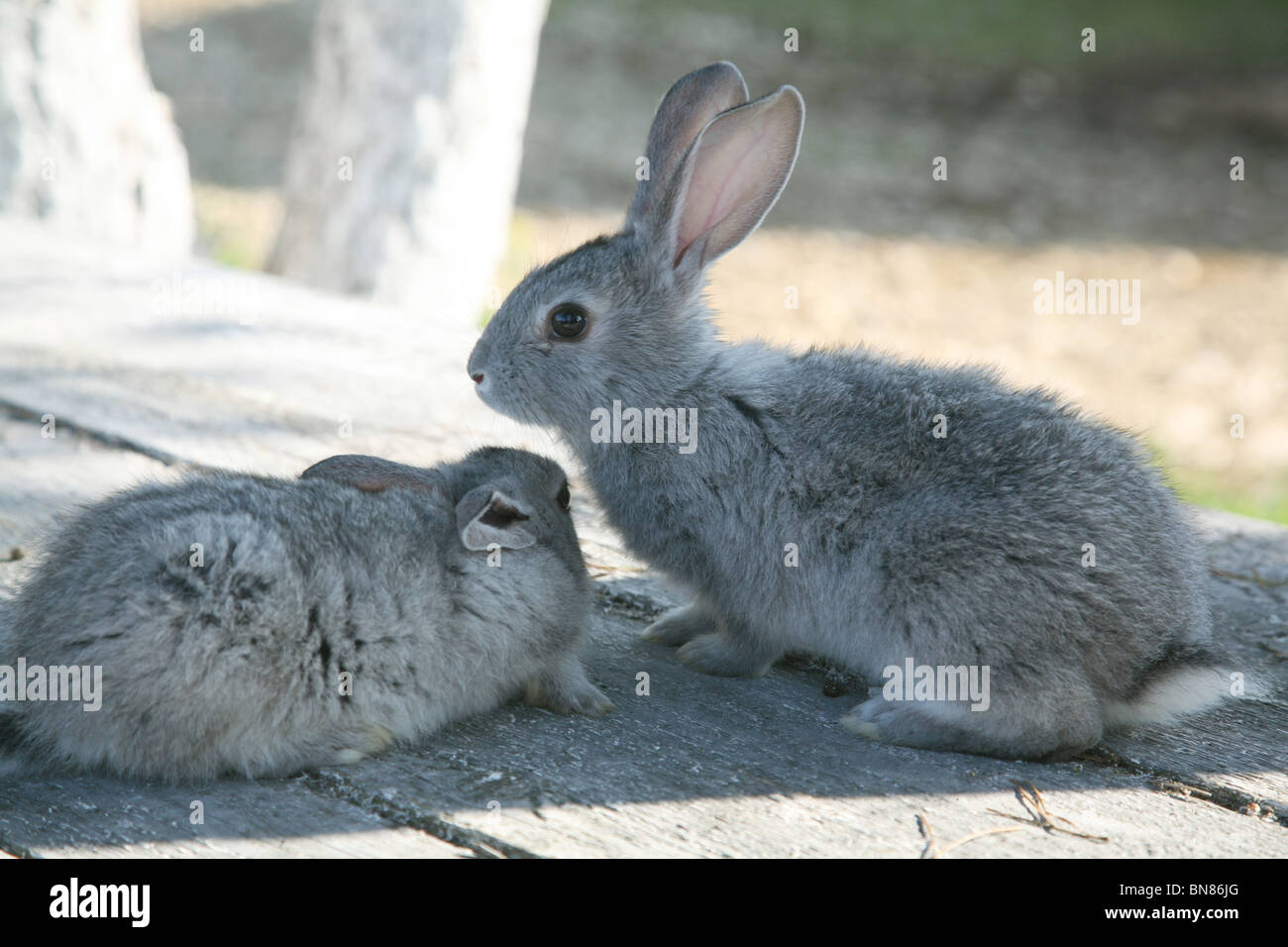Grey Rabbits High Resolution Stock Photography and Images - Alamy