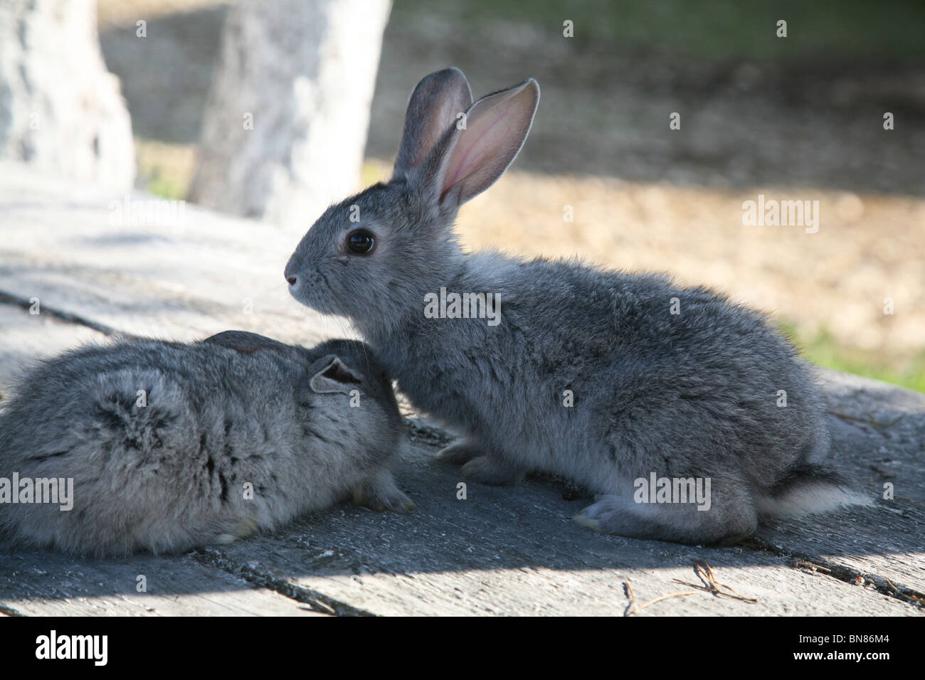 Grey Rabbits High Resolution Stock Photography and Images - Alamy