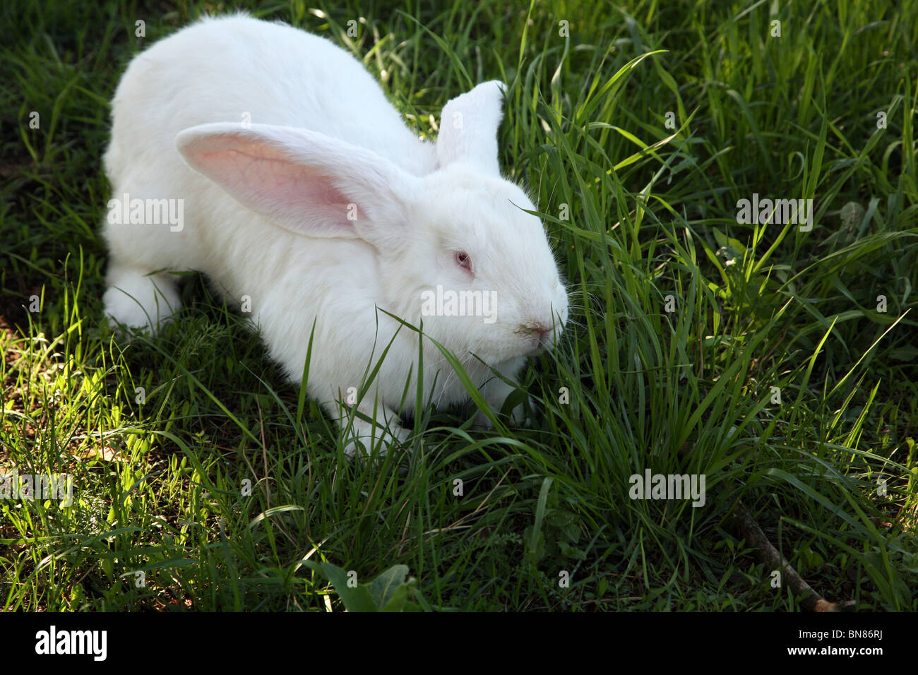 Big white Rabbit Stock Photo - Alamy