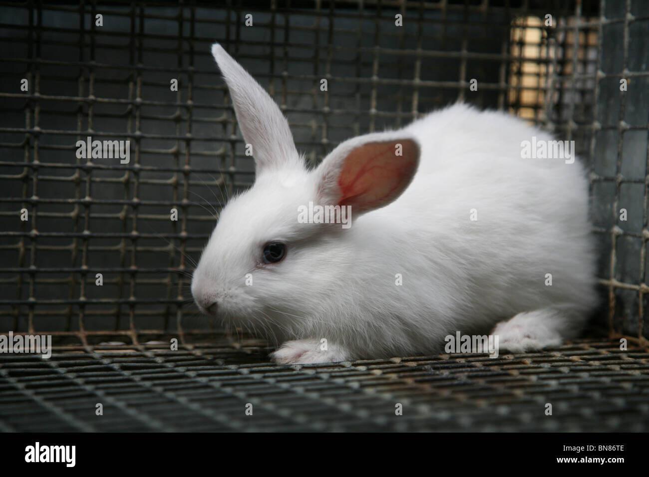 Big white rabbit hi-res stock photography and images - Alamy