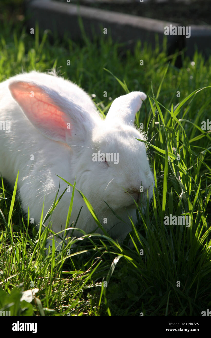 Big white Rabbit Stock Photo - Alamy