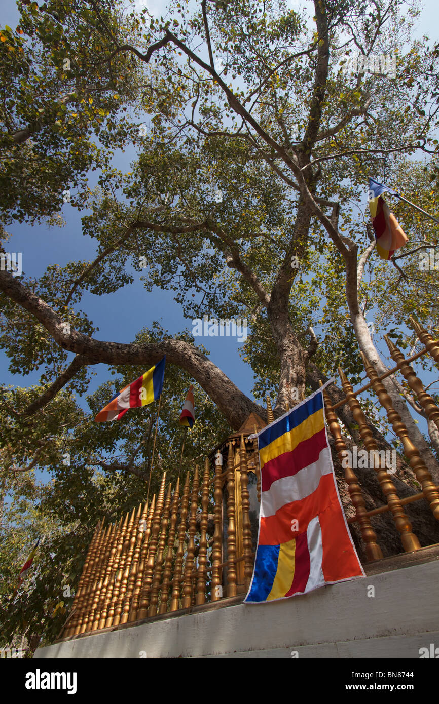 buddha tree anuradhapura sri lanka Stock Photo - Alamy