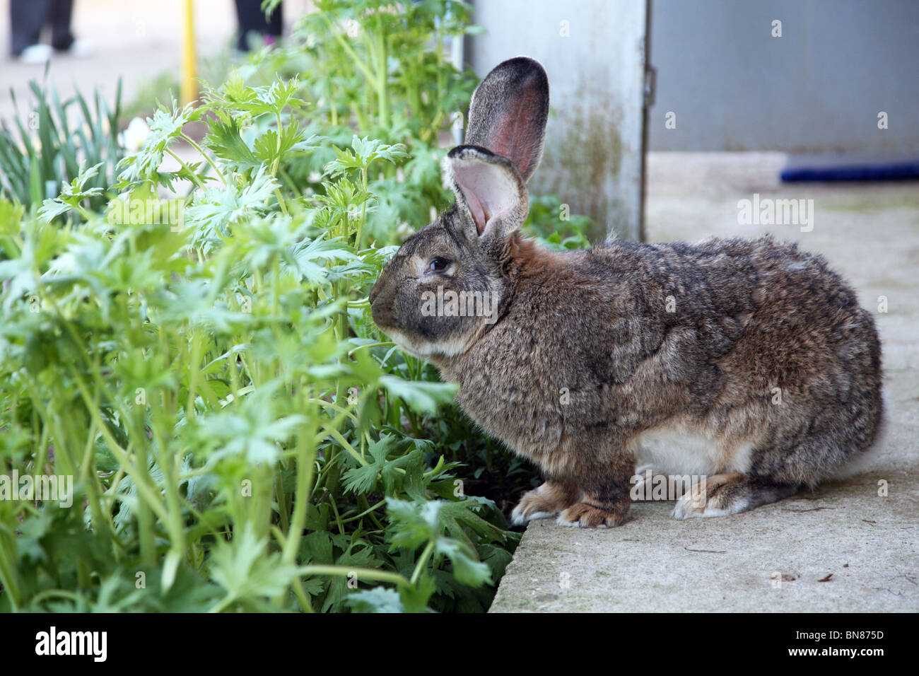 Big grey Rabbit Stock Photo - Alamy