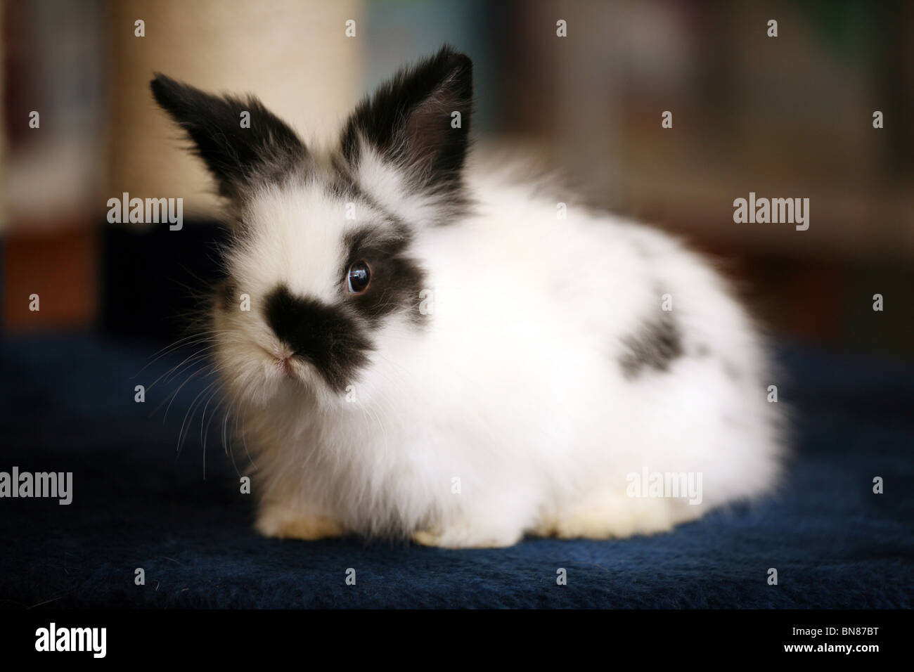 Black and white rabbit hi-res stock photography and images - Alamy