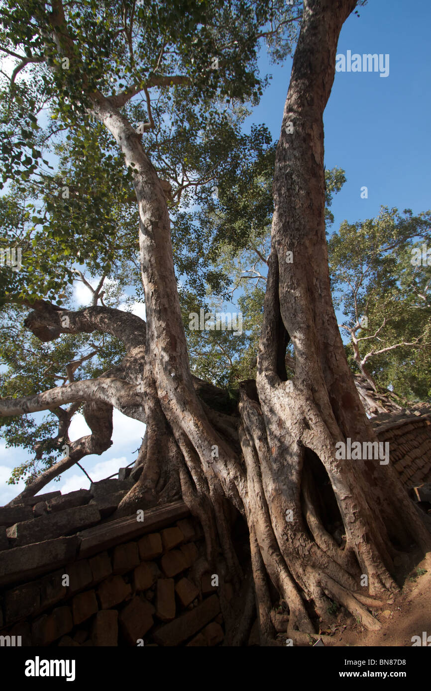 Buddha tree anuradhapura sri lanka hi-res stock photography and images ...