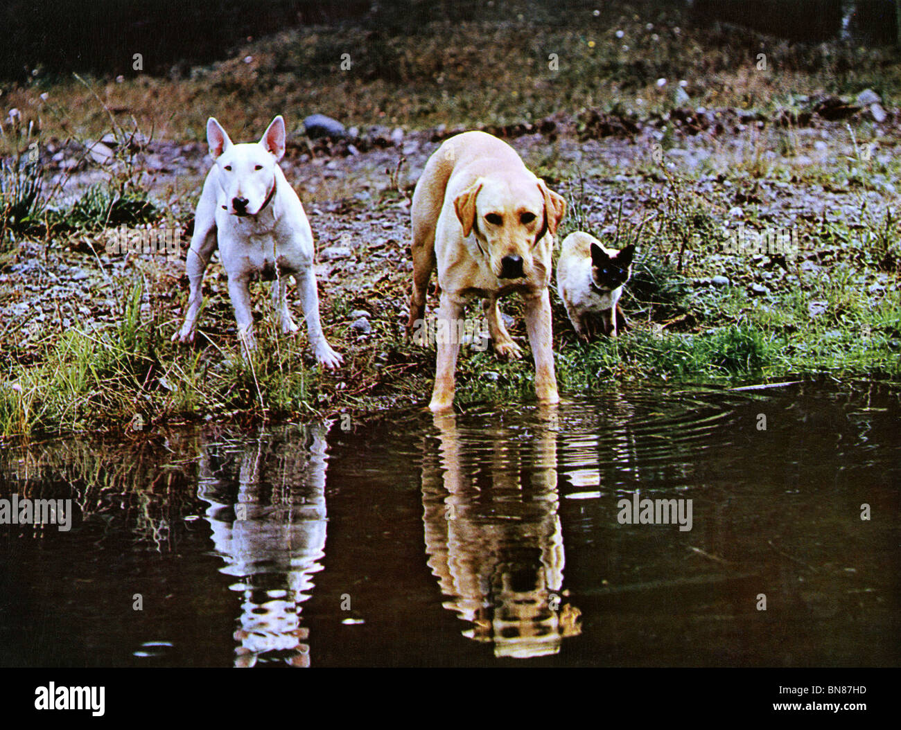 THE INCREDIBLE JOURNEY (1963) FLETCHER MARKLE (DIR Stock Photo - Alamy