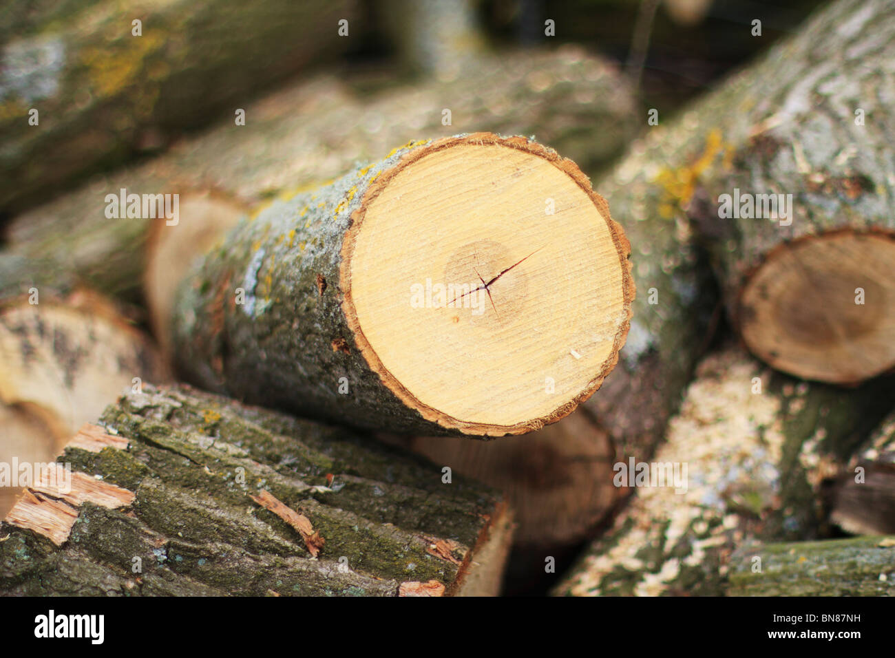 cut logs in forest firewood timber forestry Stock Photo - Alamy