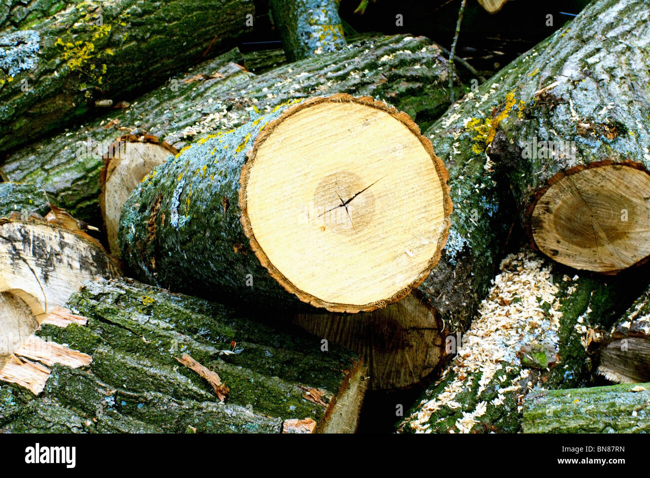 cut logs in forest firewood timber forestry Stock Photo - Alamy