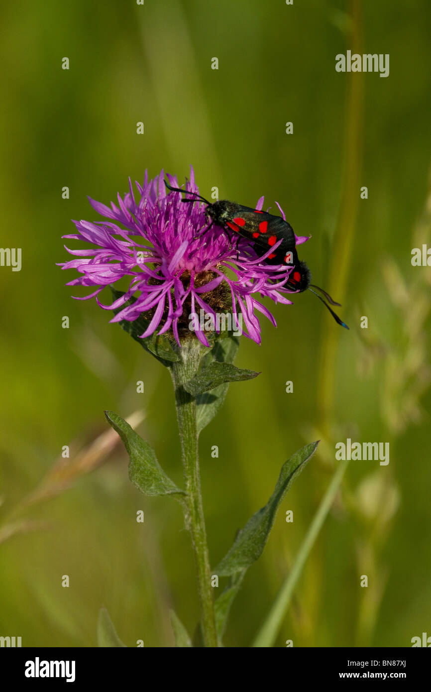 Moths on flower hi-res stock photography and images - Alamy