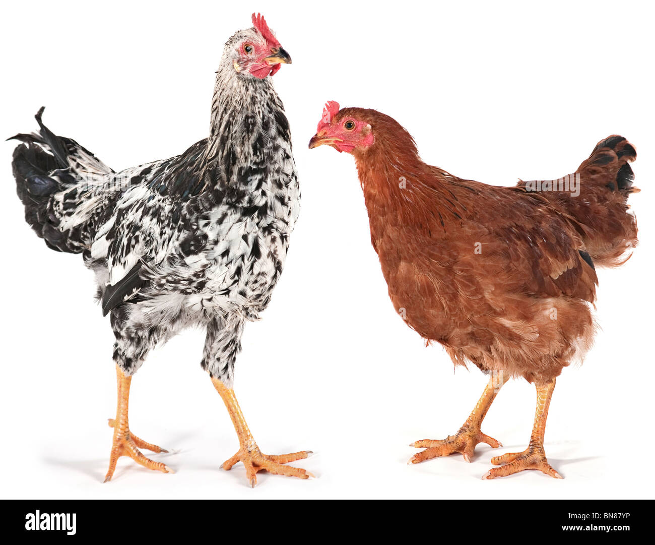 Young rooster hi-res stock photography and images - Alamy