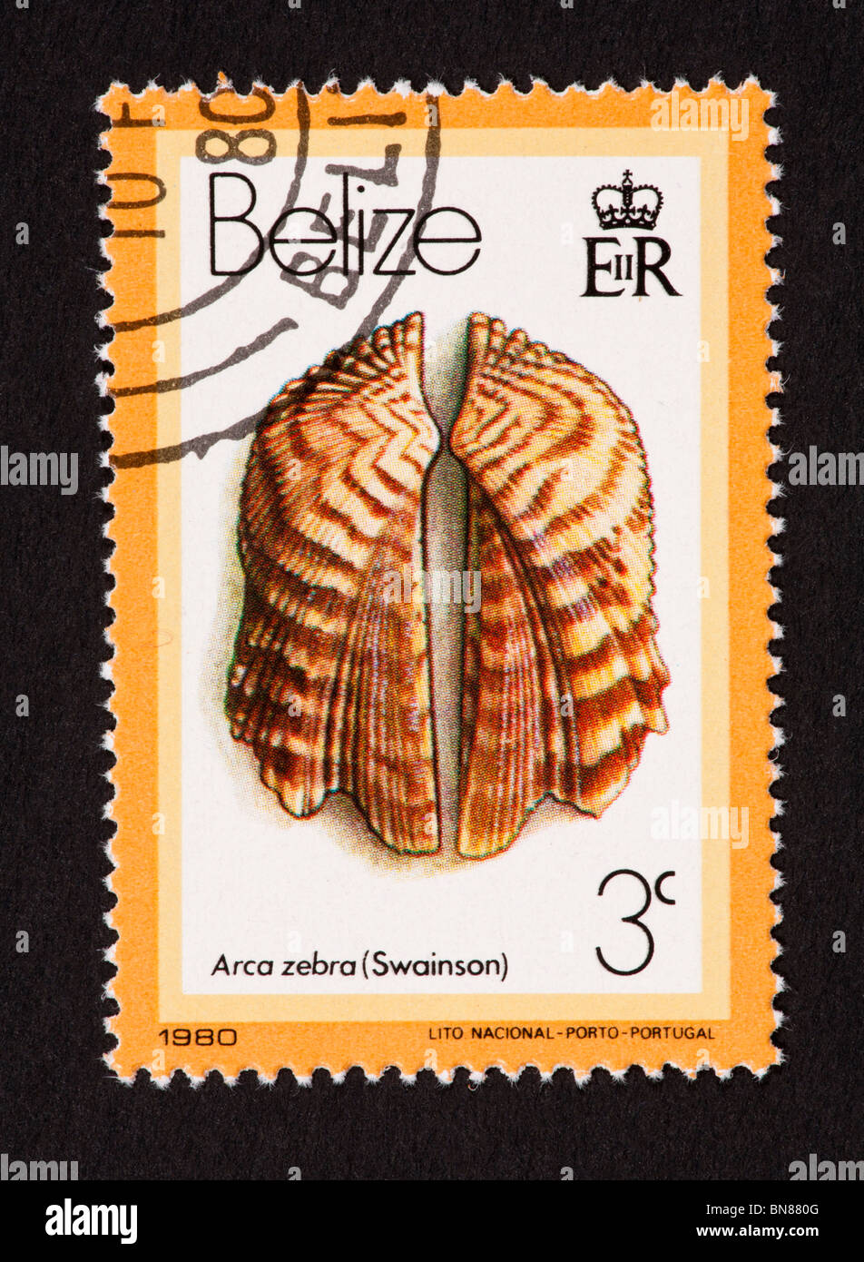 Arca zebra hi-res stock photography and images - Alamy