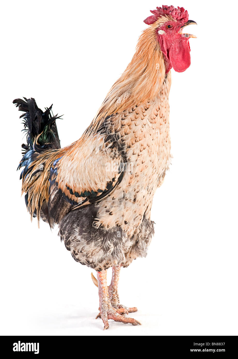 Crow rooster farm bird studio shot on white Stock Photo - Alamy