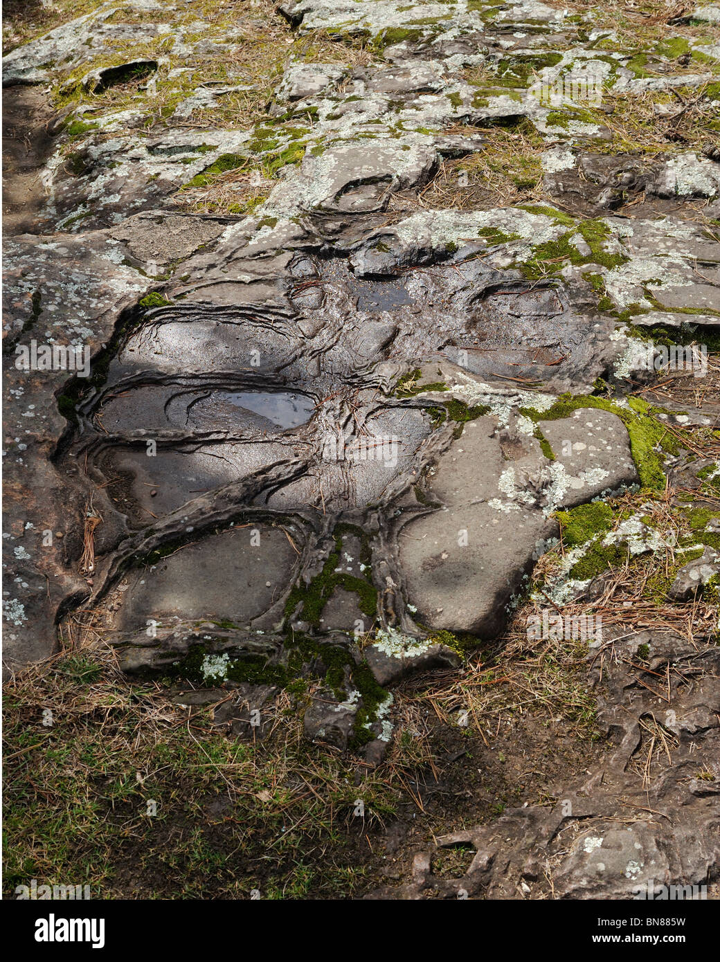 "Carpet rock" aka "box-work" on Petit Jean Mountain, Arkansas Stock ...
