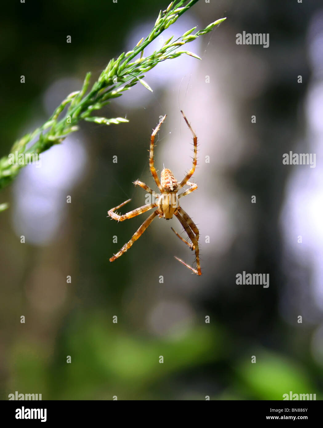 Spider hanging on transparent web Stock Photo - Alamy