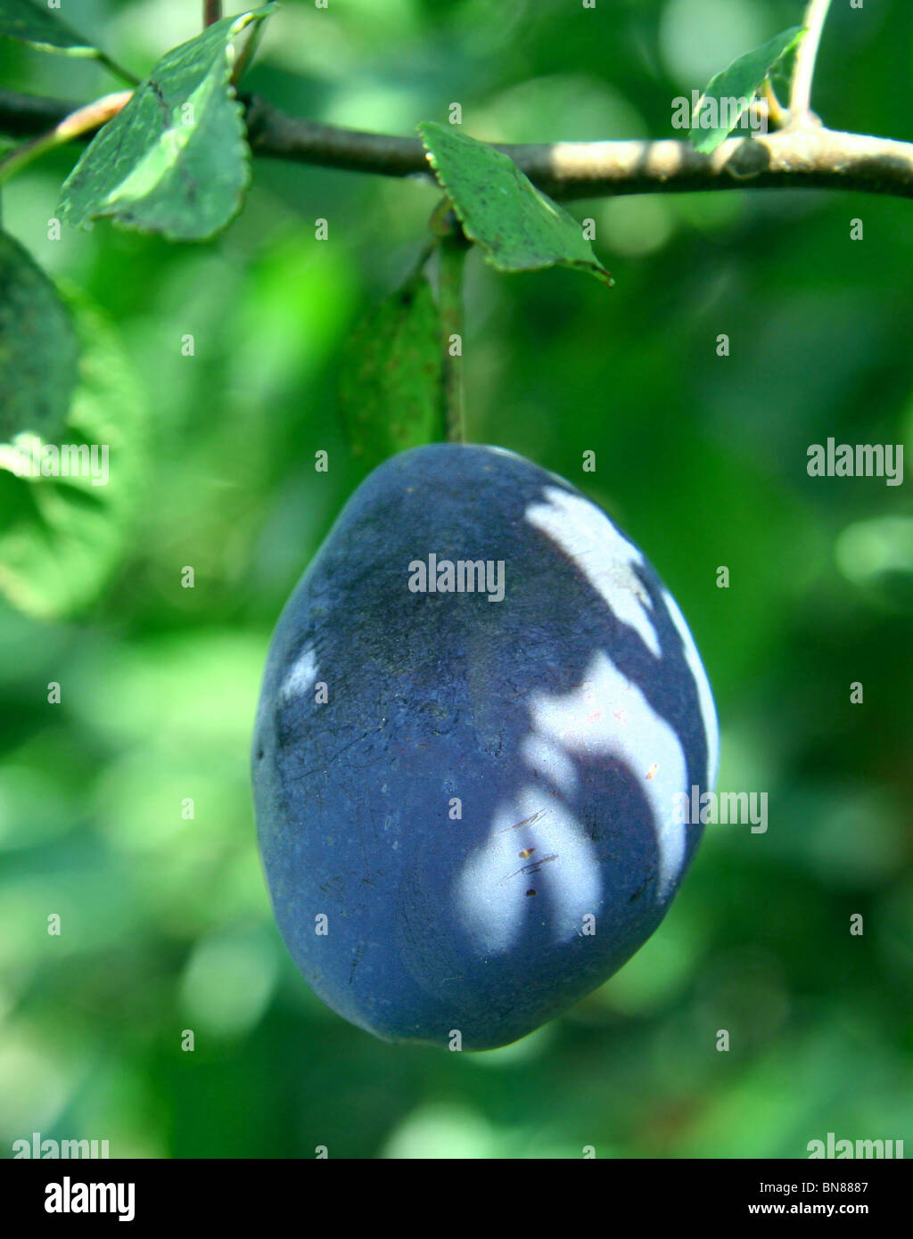 Mauve plum hi-res stock photography and images - Alamy