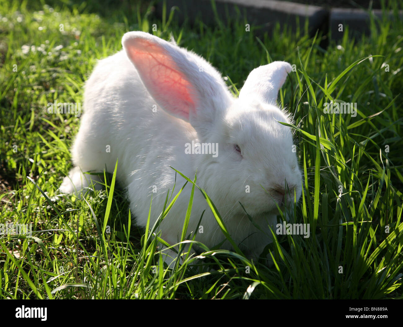 Big white Rabbit Stock Photo - Alamy