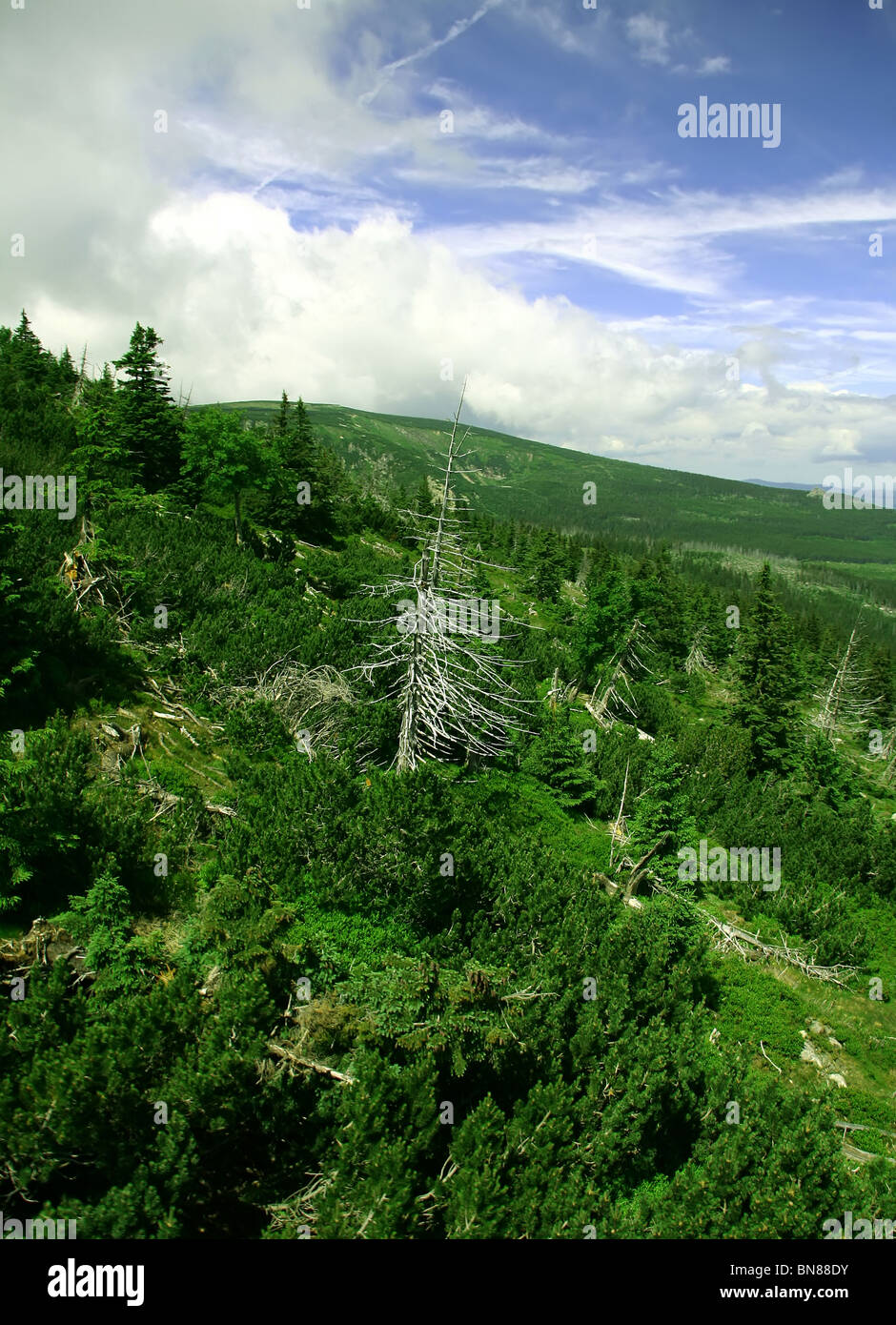 Mountain landscape with withered tree in the middle Stock Photo - Alamy
