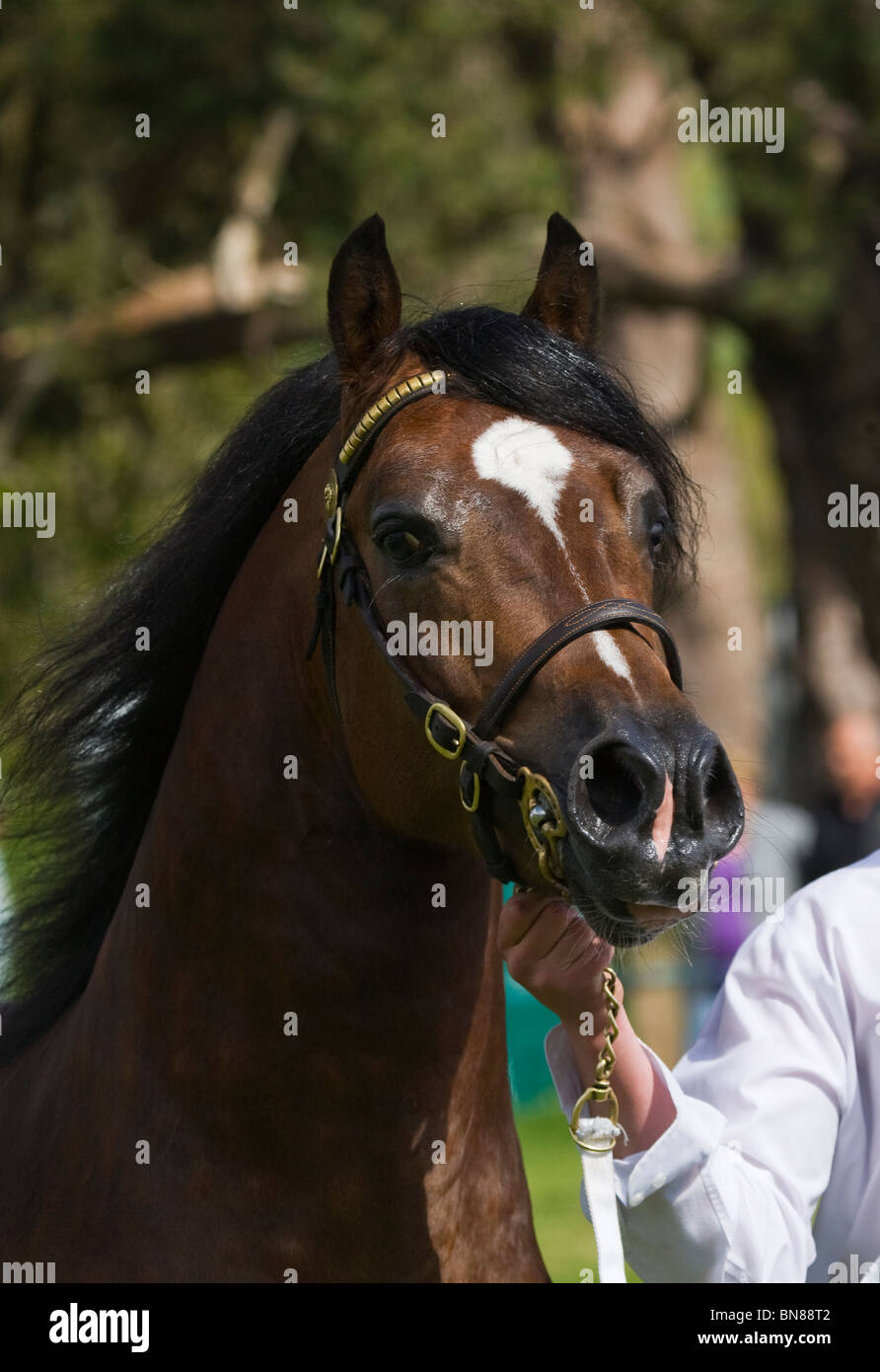 Welsh pony dressage hi-res stock photography and images - Alamy