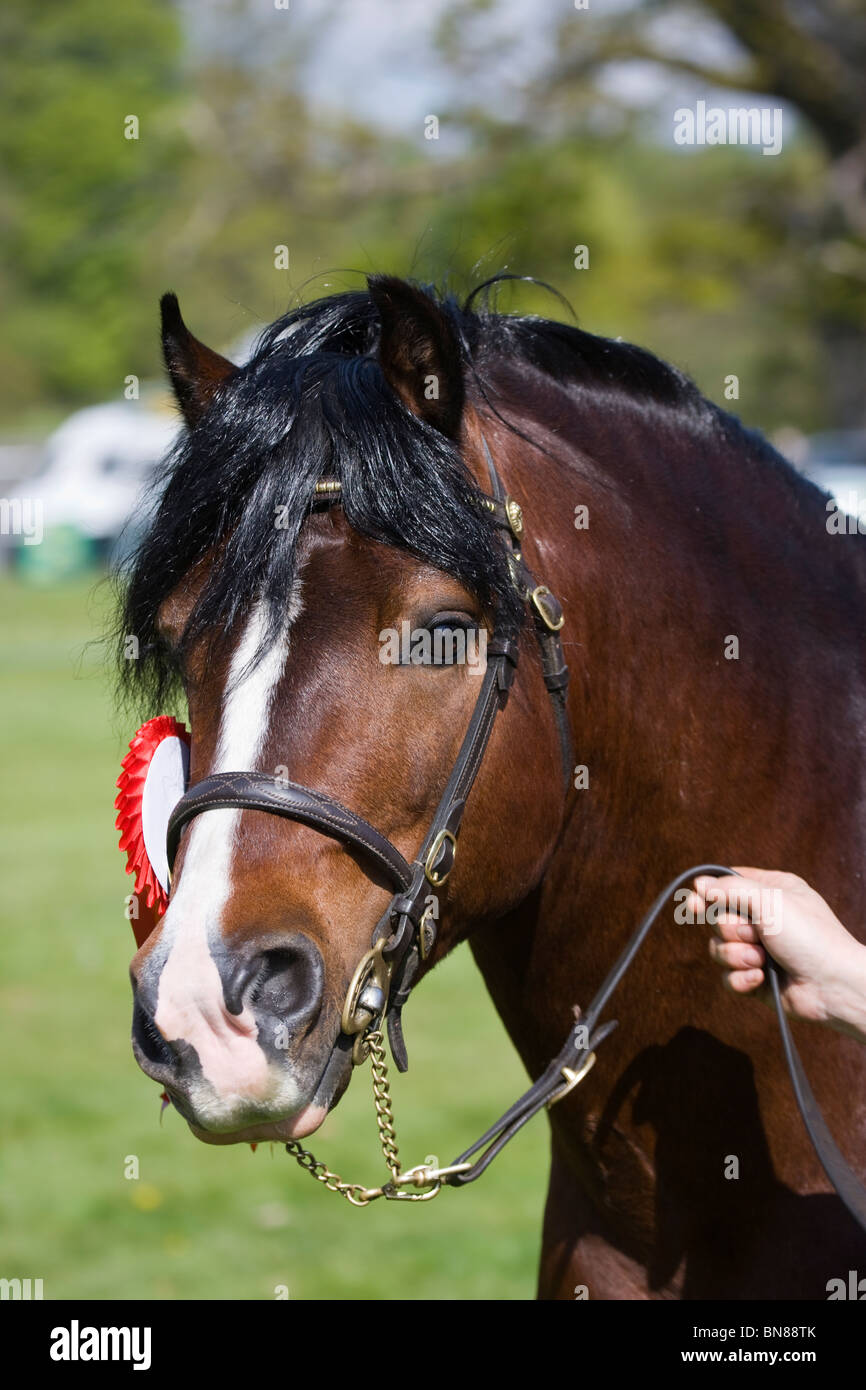 Wales Welsh stallion cob pony beautiful strong Stock Photo - Alamy
