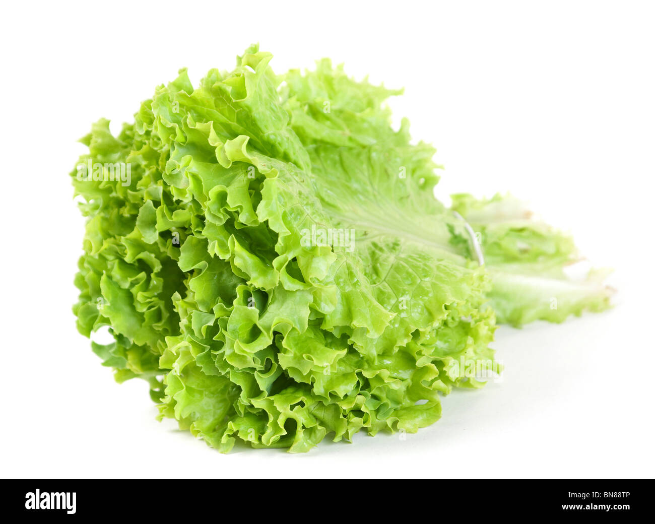 Lettuce fresh green leaf bunch on white Stock Photo - Alamy