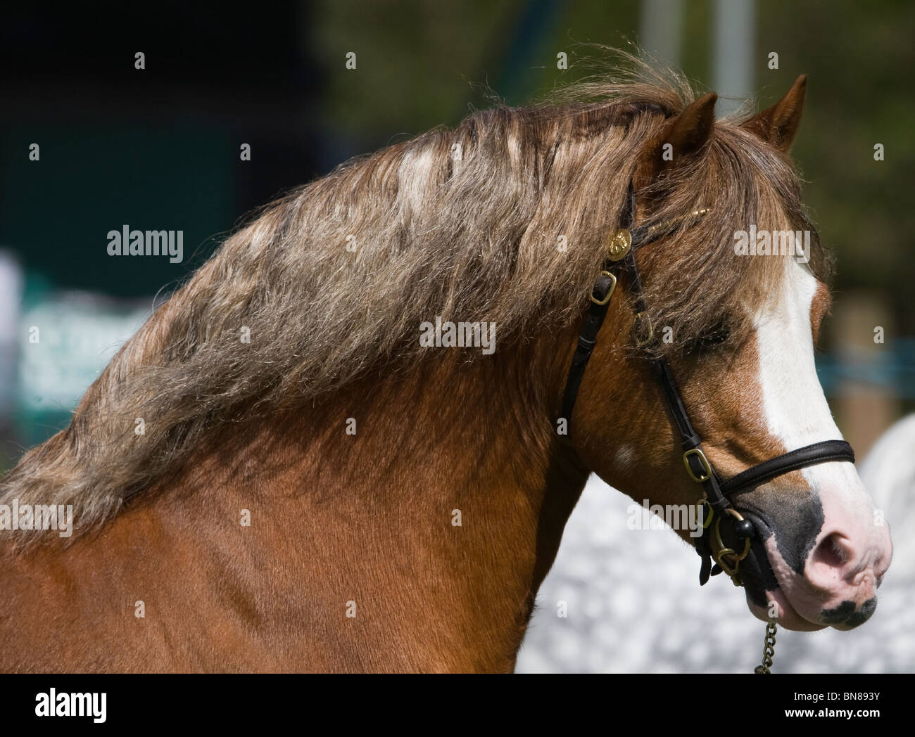 Welsh Mountain ponies stallion wales rare breed Stock Photo - Alamy