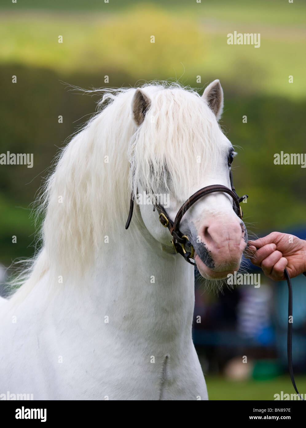 Welsh Mountain ponies stallion wales rare breed Stock Photo - Alamy
