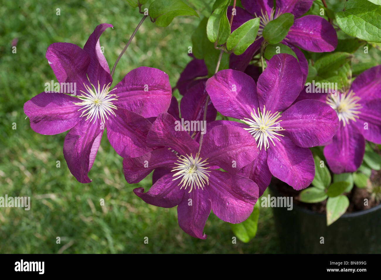 Clematis voluceau hi-res stock photography and images - Alamy
