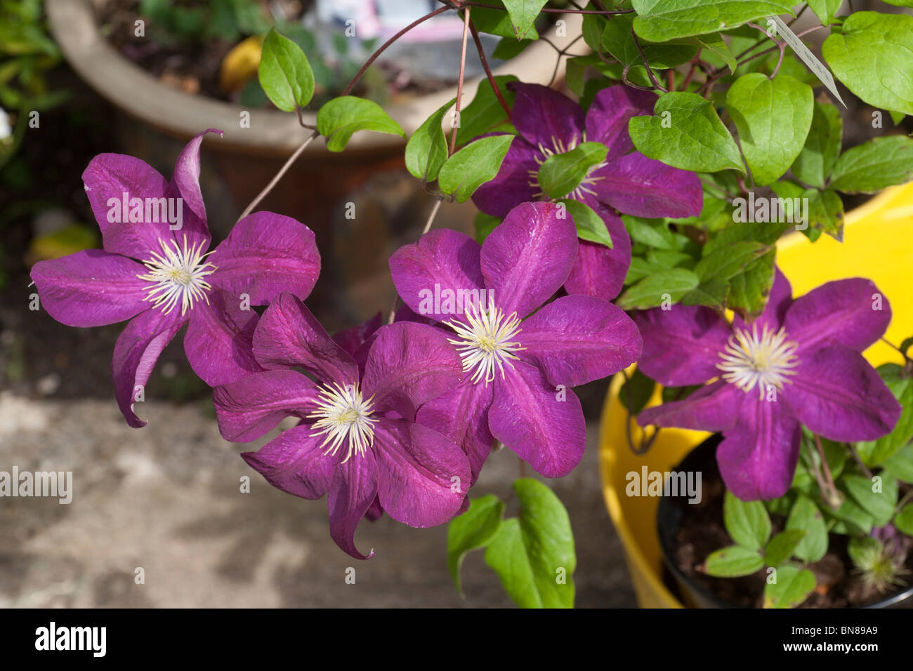 Clematis voluceau hi-res stock photography and images - Alamy