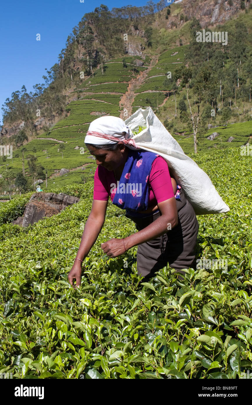 a woman tea picker Stock Photo - Alamy