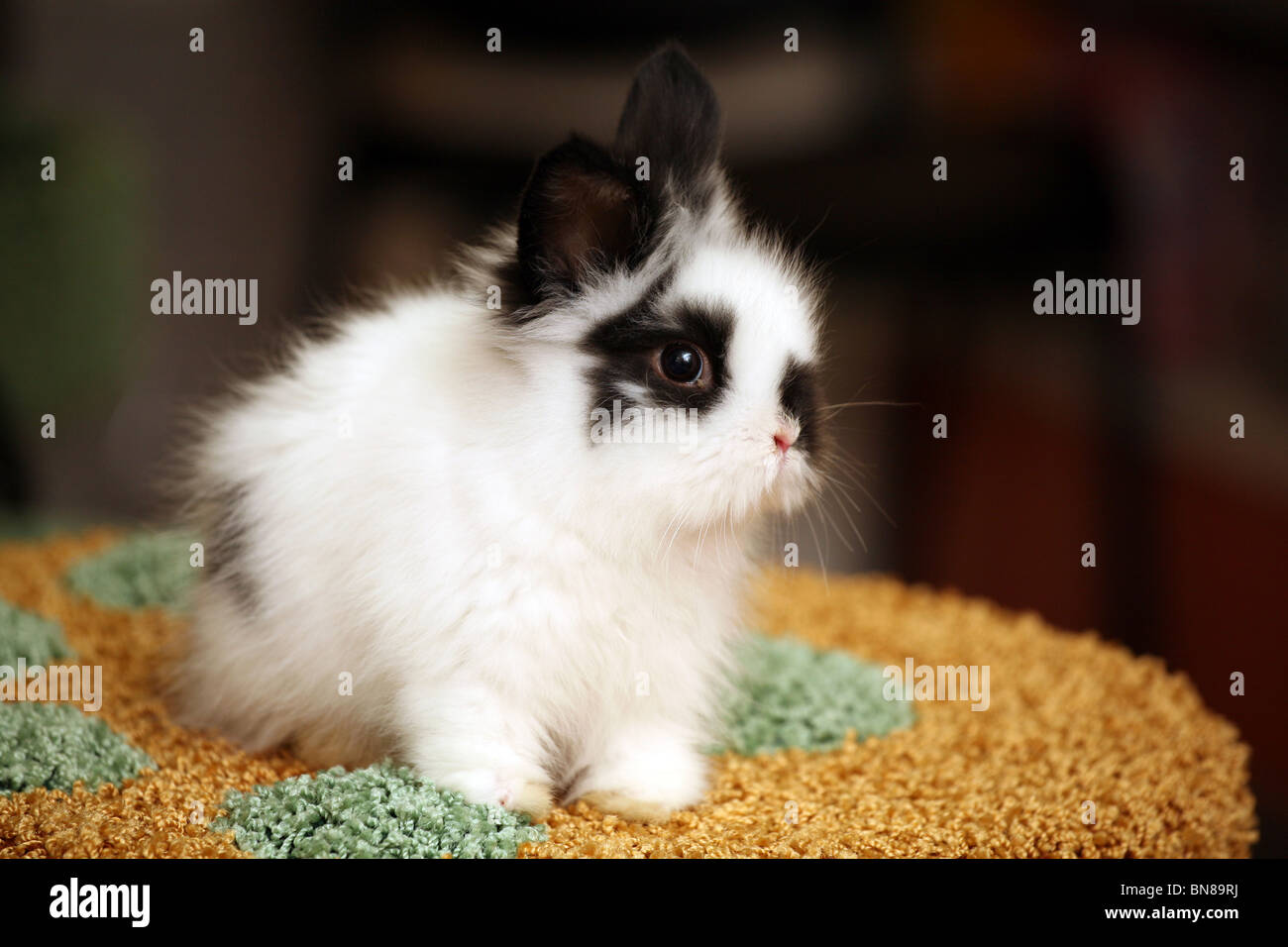 Small black-and-white Rabbit Stock Photo - Alamy