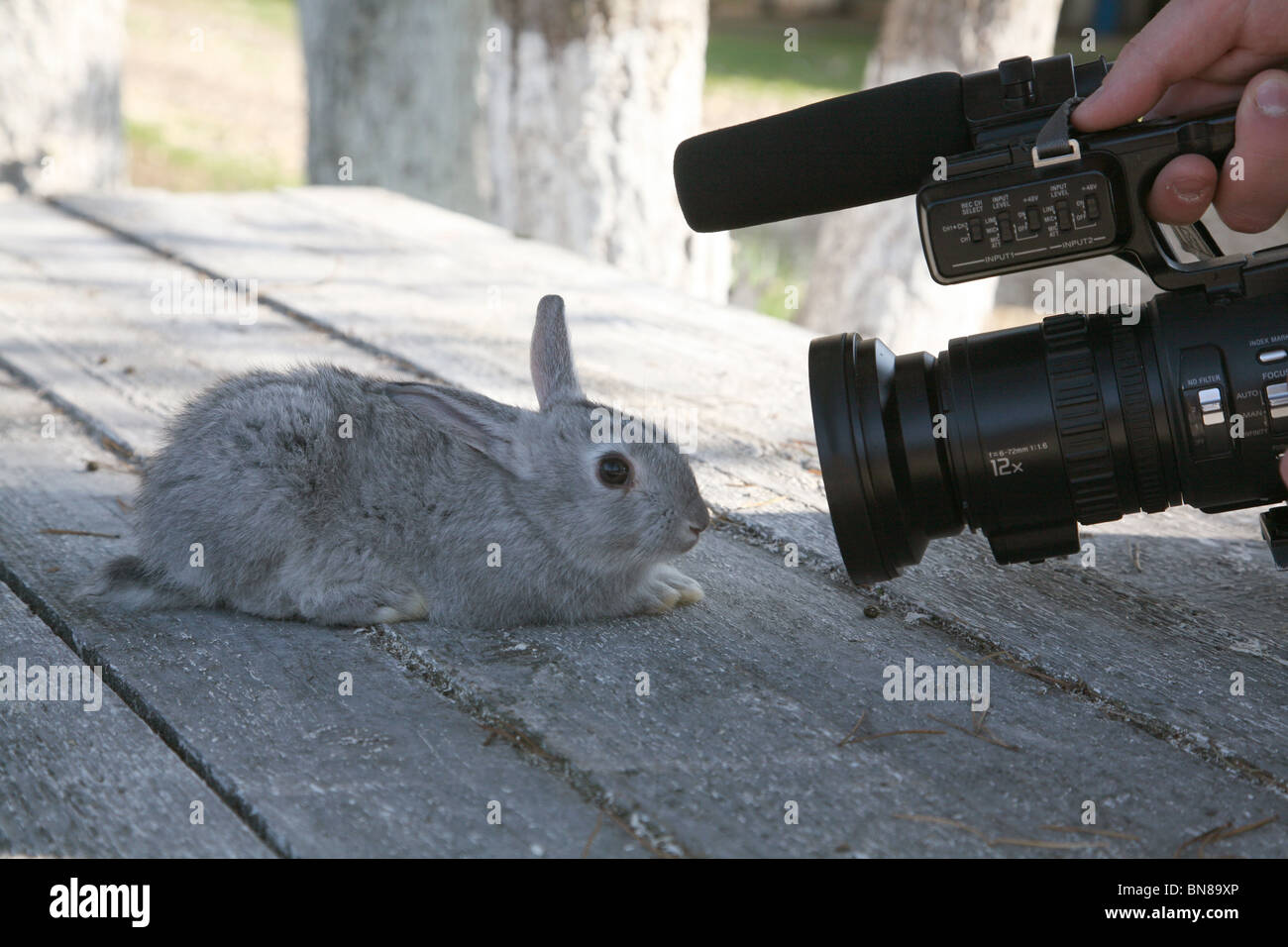 Small grey Rabbit Stock Photo - Alamy