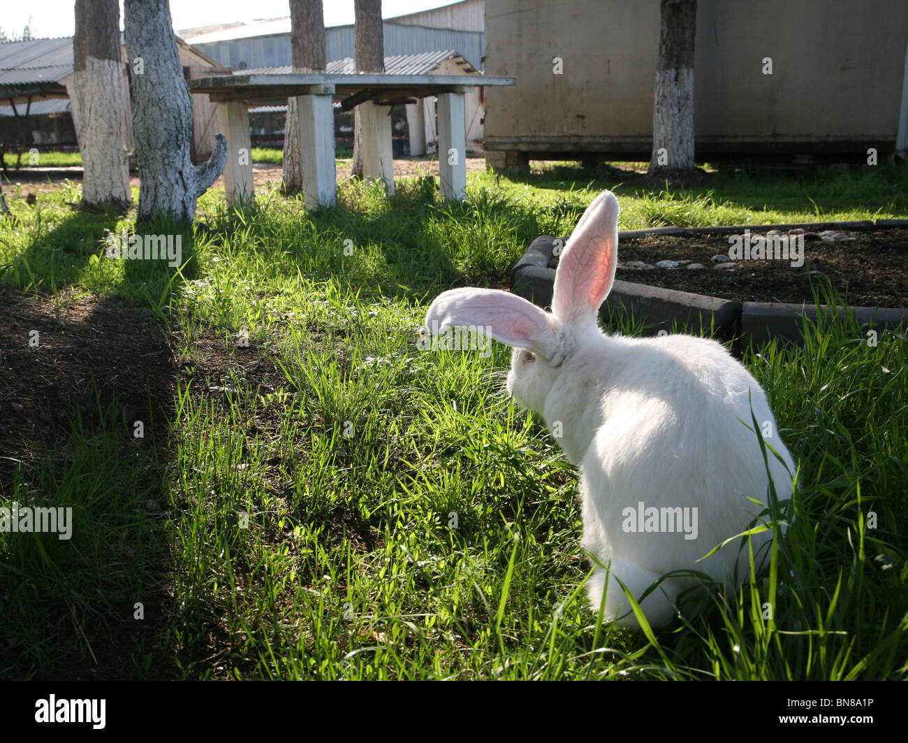 Big white Rabbit Stock Photo - Alamy
